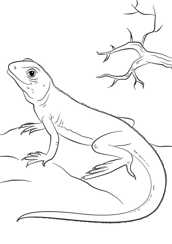 トカゲ ぬりえ - KodomoNurie.Com